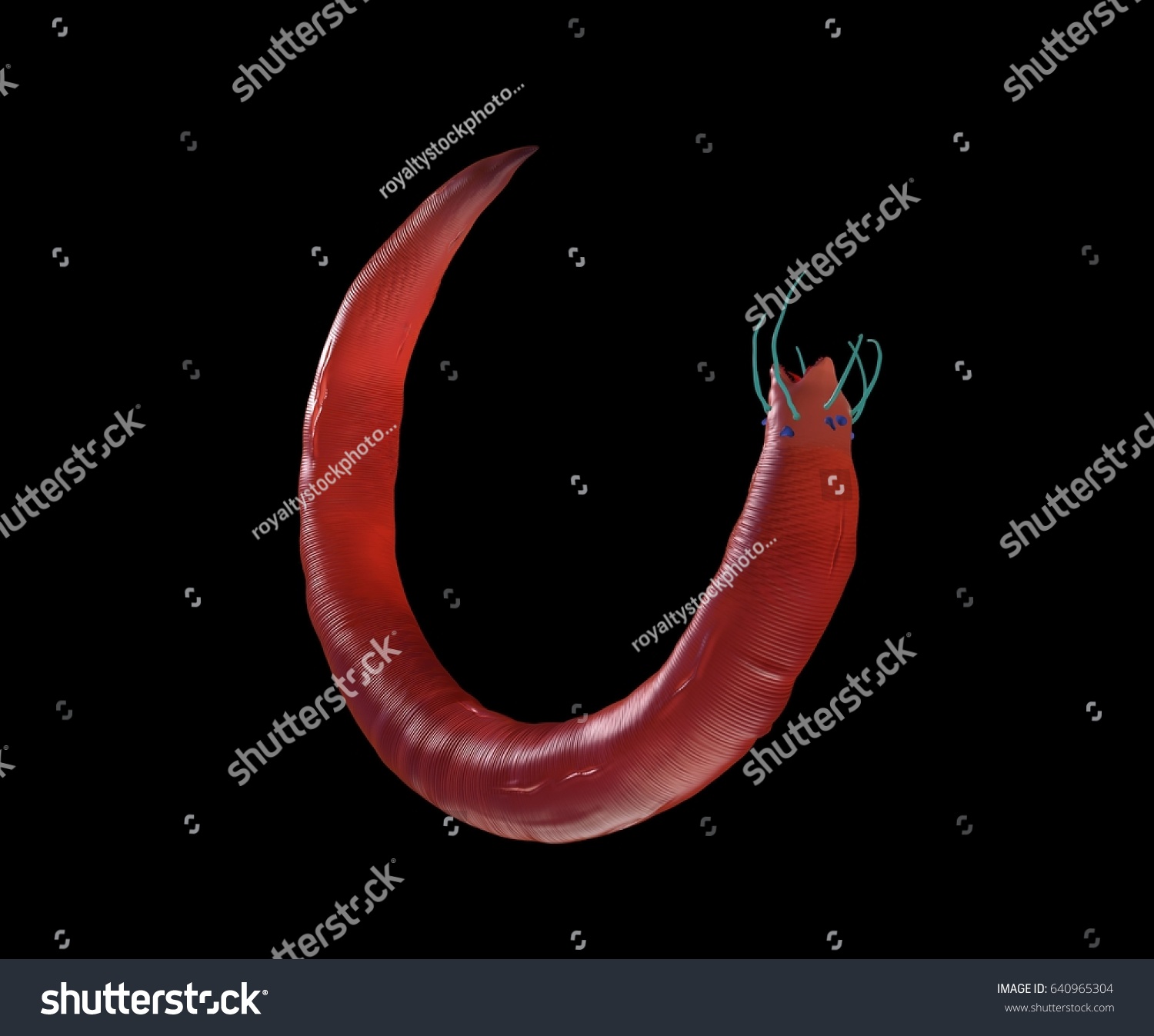 3d Rendering Nematode Worm Stock Illustration 640965304 | Shutterstock