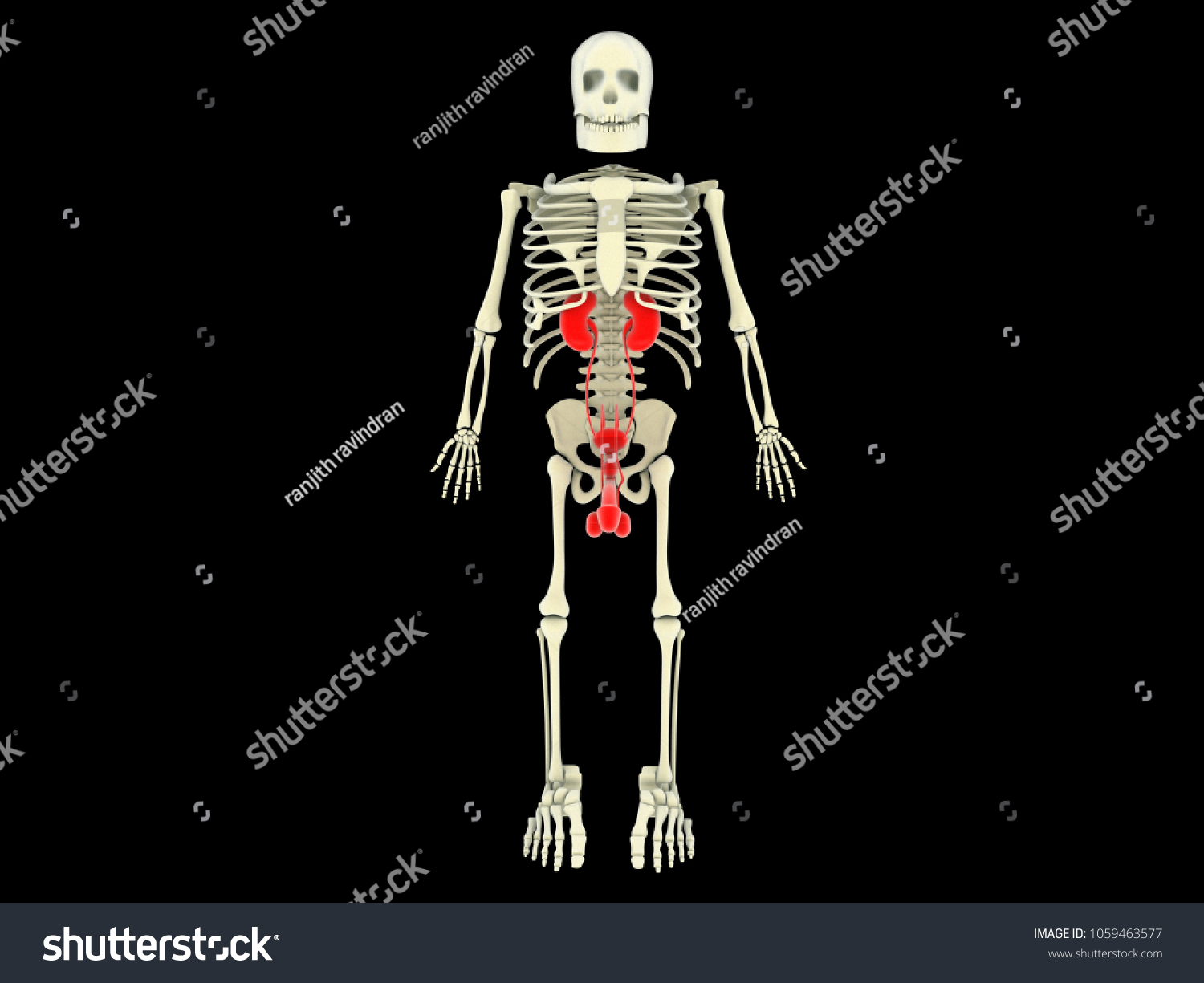 3d Rendering Urinary System Skelton Stock Illustration 1059463577 ...