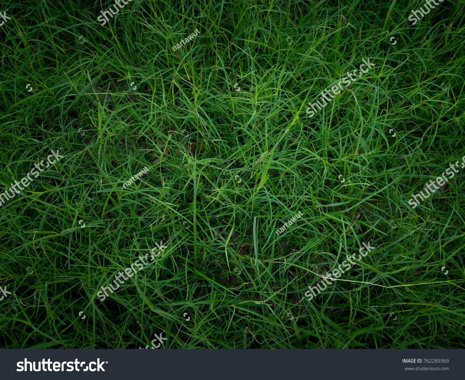 Grass Texture Background Stock Photo 762289369 | Shutterstock