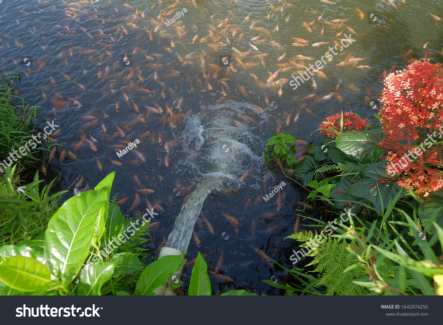 Ikan Nila Oreochromis Niloticus Tilapia Aquaculture写真素材1642074250