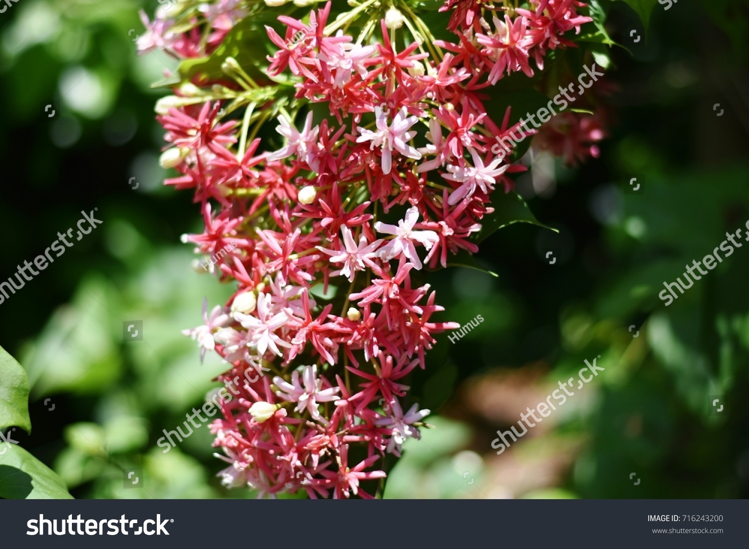 Rangoon Creeper Stock Photo 716243200 | Shutterstock