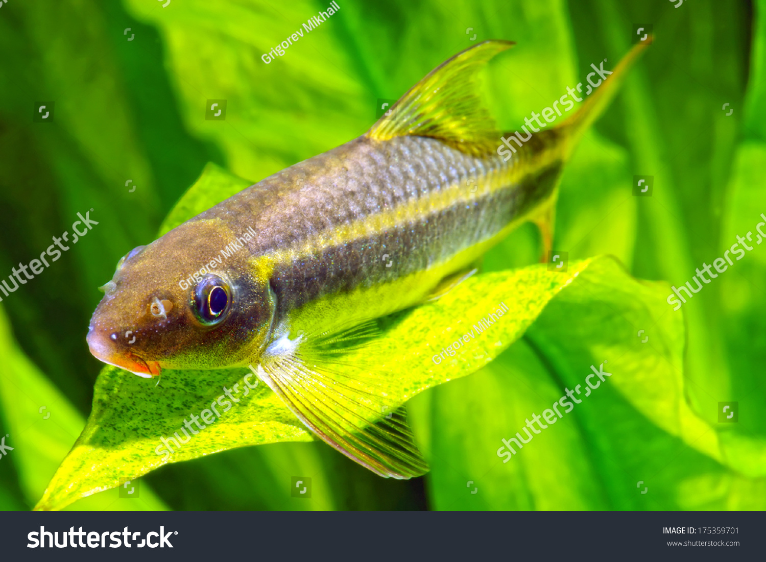 Siamese Algae Eater Sae Stock Photo 175359701 | Shutterstock