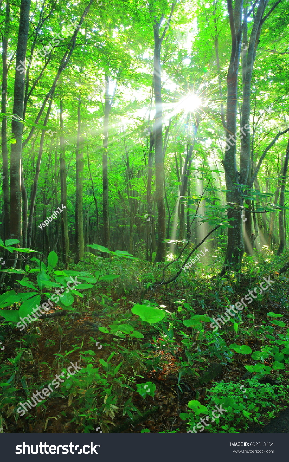 8 Upper Field Forest Rays Stock Photo 602313404 | Shutterstock