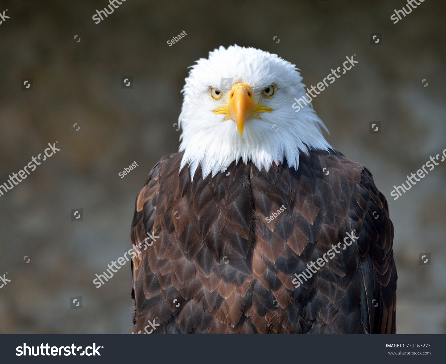 Whiteheaded Bald Eagle Eagle Bird Stock Photo 779167273 | Shutterstock