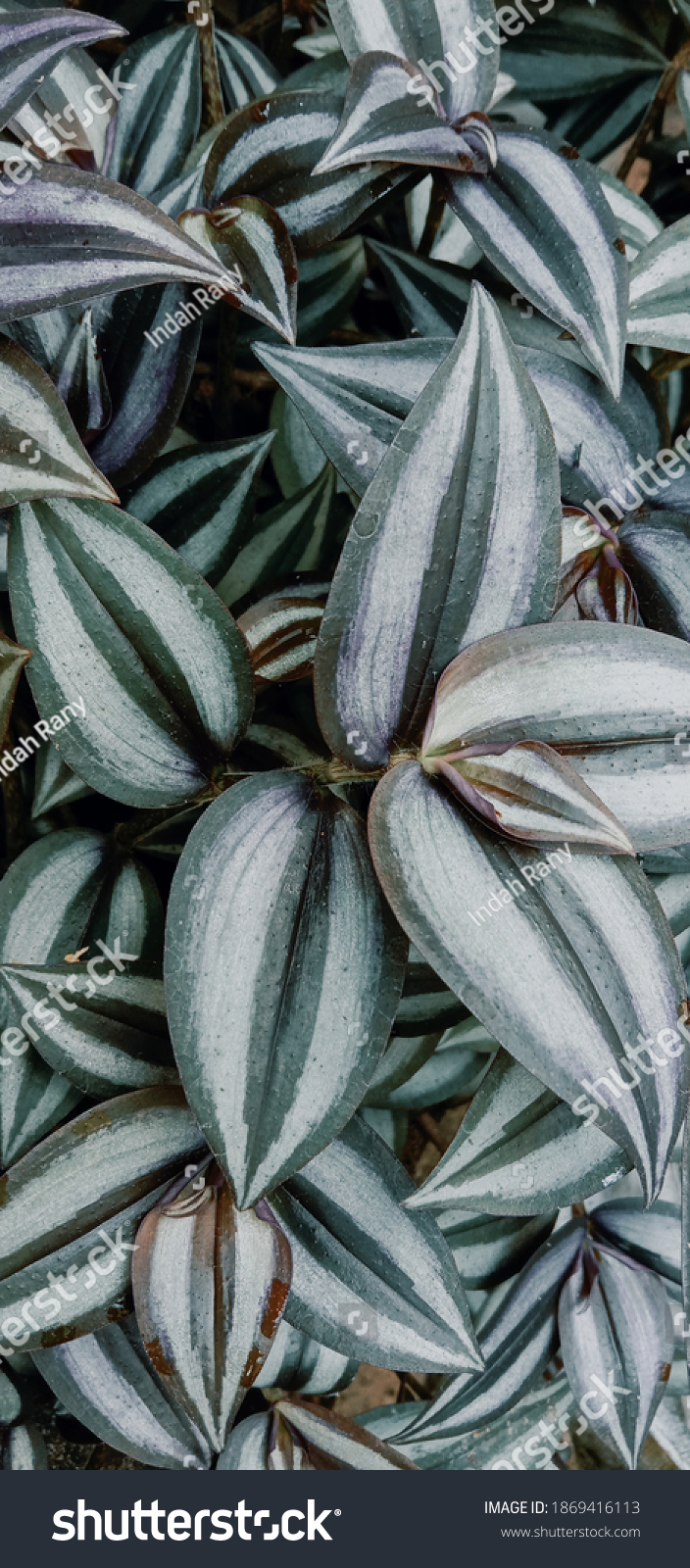 Beautiful Pattern Plant Called Adam Hawa Stock Photo (Edit Now) 1869416113 Beautiful Pattern Plant Called Adam Hawa Stock Photo (Edit Now) 1869416113