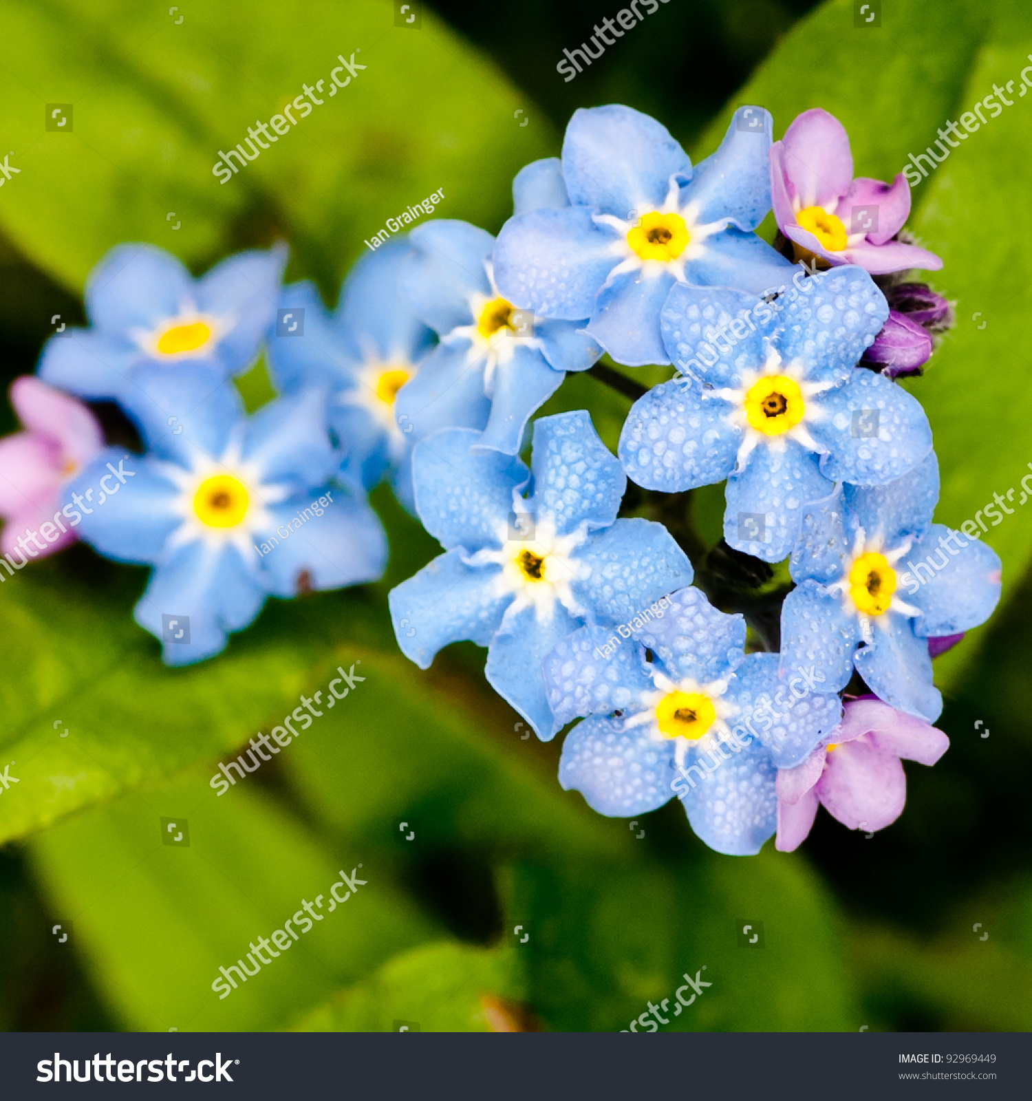 Bunch Forget Me Nots Stock Photo (Edit Now) 92969449 Bunch Forget Me Nots Stock Photo (Edit Now) 92969449