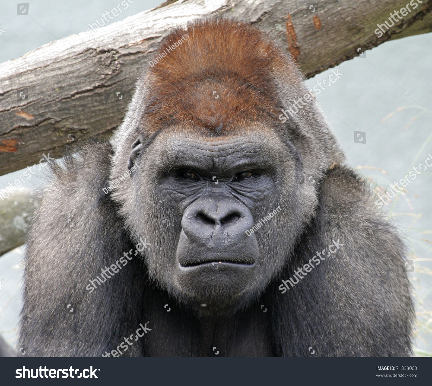 A Grumpy Gorilla Stock Photo 71338060 : Shutterstock