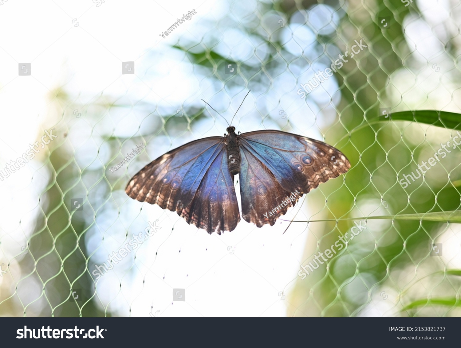 2 imágenes de Morpho eleanor - Imágenes, fotos y vectores de stock | Shutterstock