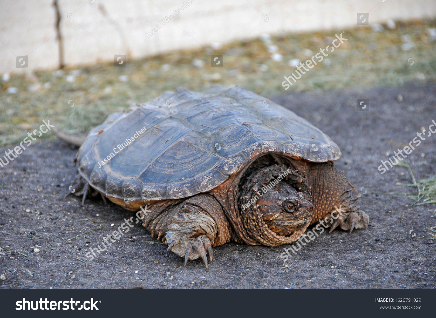 Large Common Snapping Turtle Stock Photo (Edit Now) 1626791029
