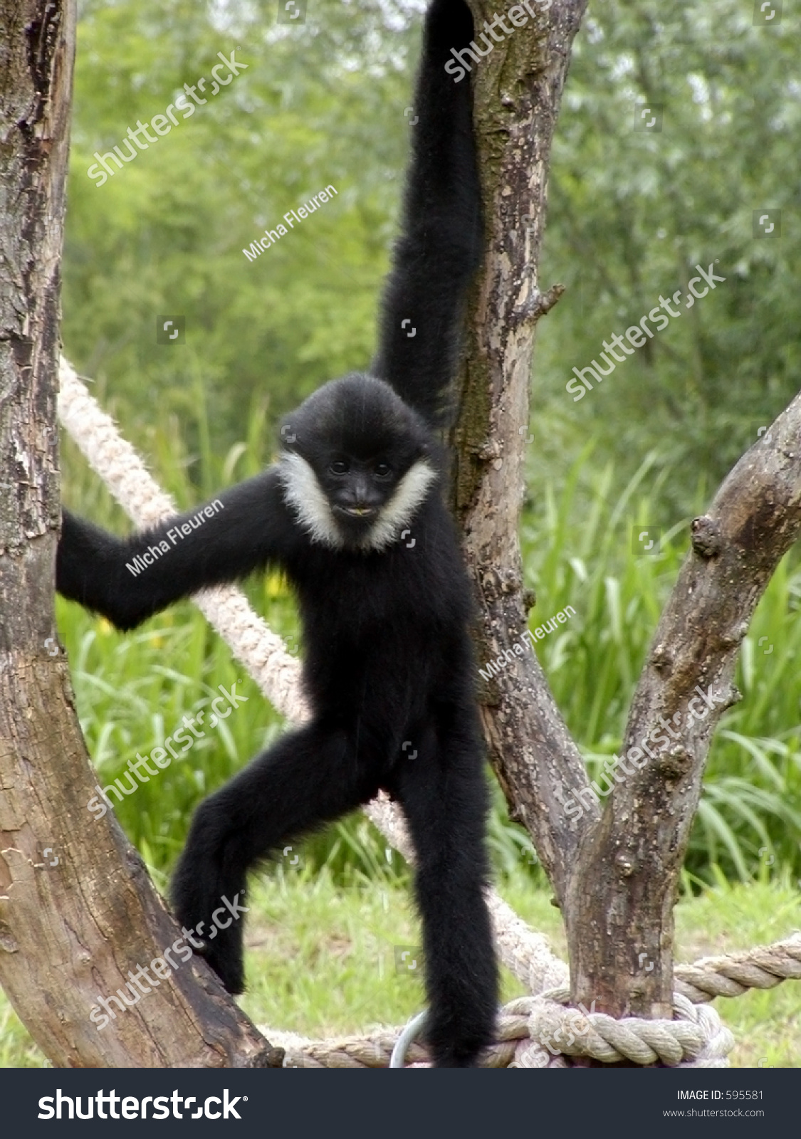 Monkey Standing
