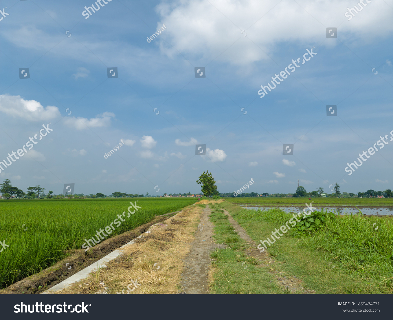396 Path between rice fields Images, Stock Photos & Vectors | Shutterstock