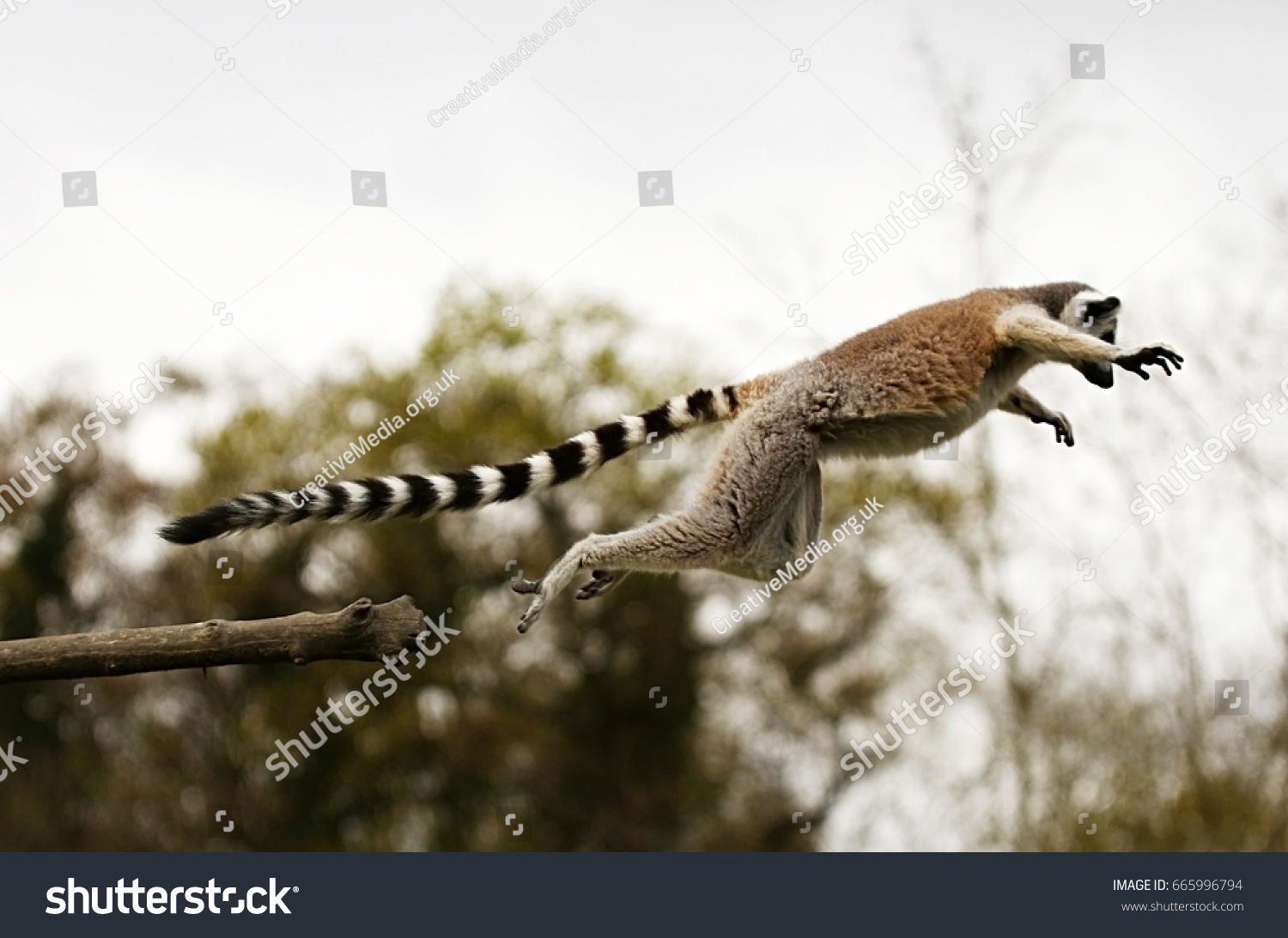68 Leaping lemur Images, Stock Photos & Vectors | Shutterstock 68 Leaping lemur Images, Stock Photos & Vectors | Shutterstock