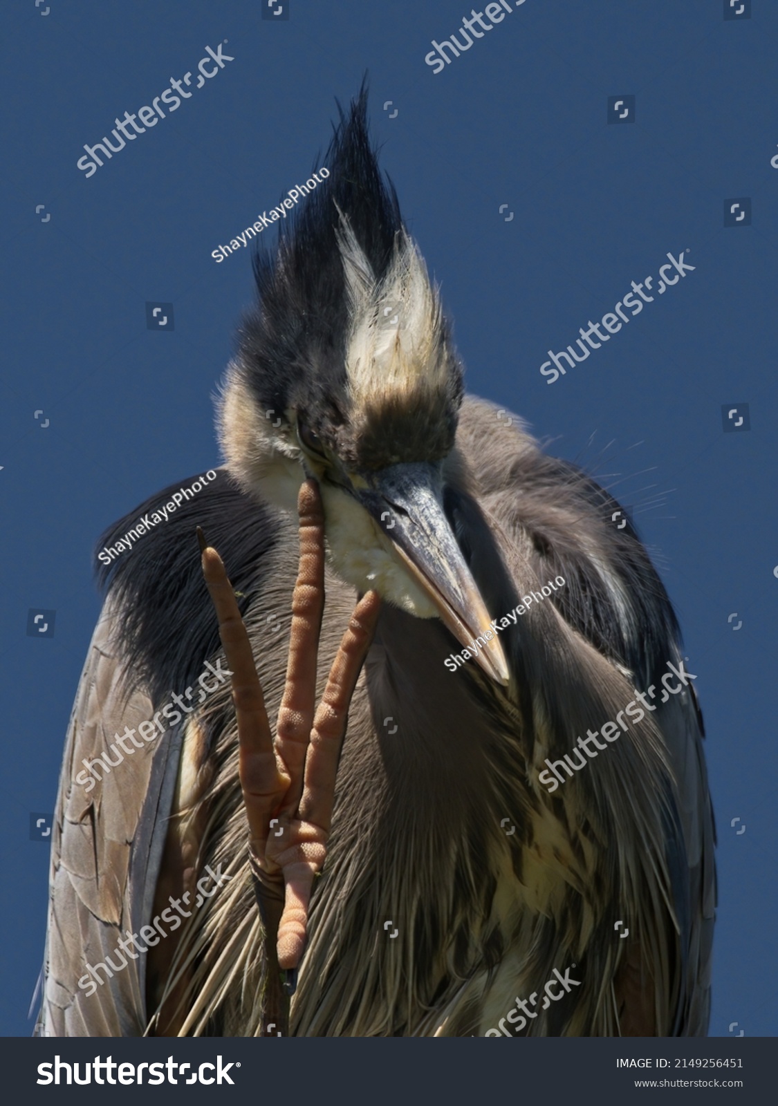10 Anisodactyl Feet Görseli Stok Fotoğraflar Ve Vektörler Shutterstock