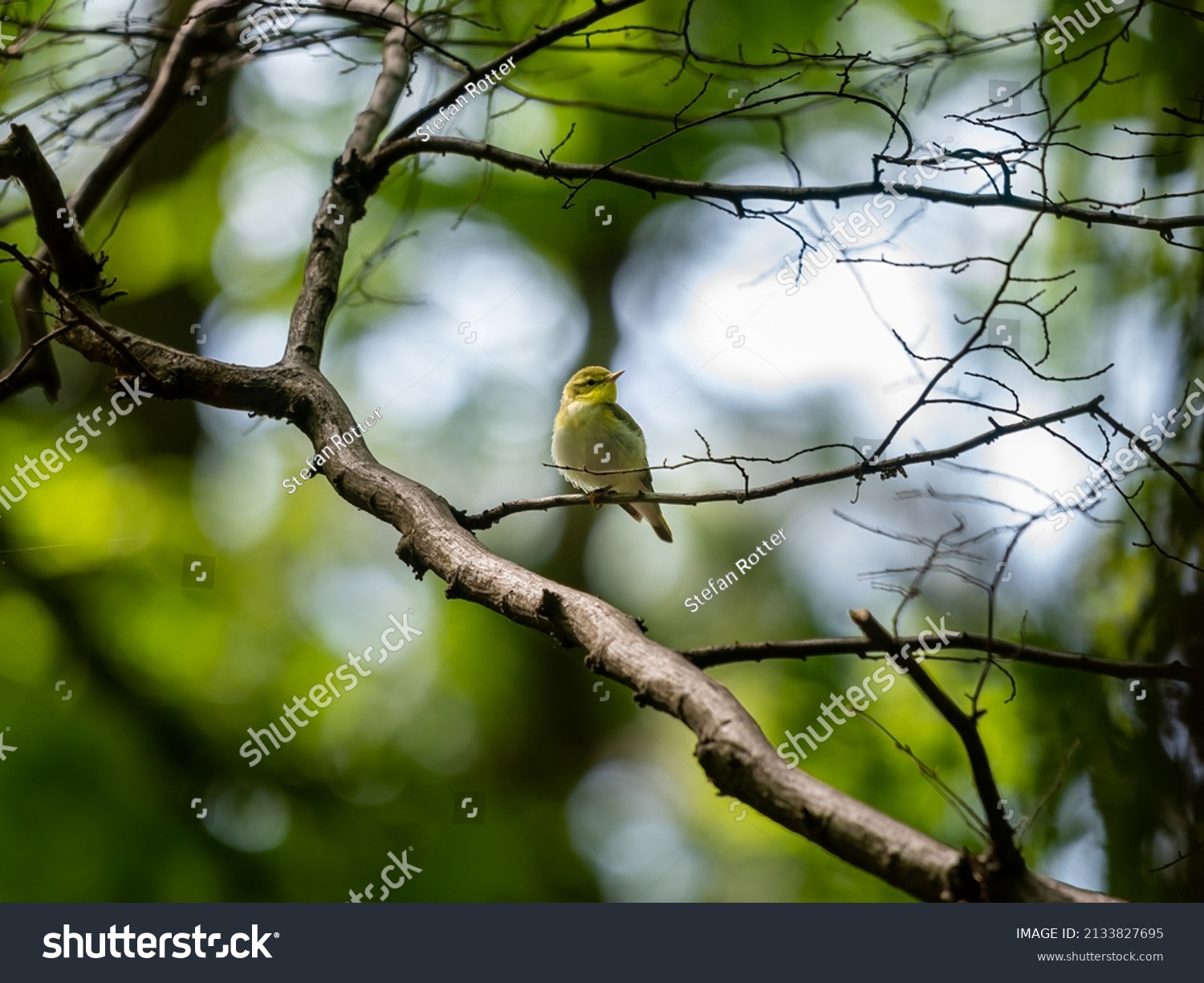 4 Whistlers warbler Images, Stock Photos & Vectors | Shutterstock
