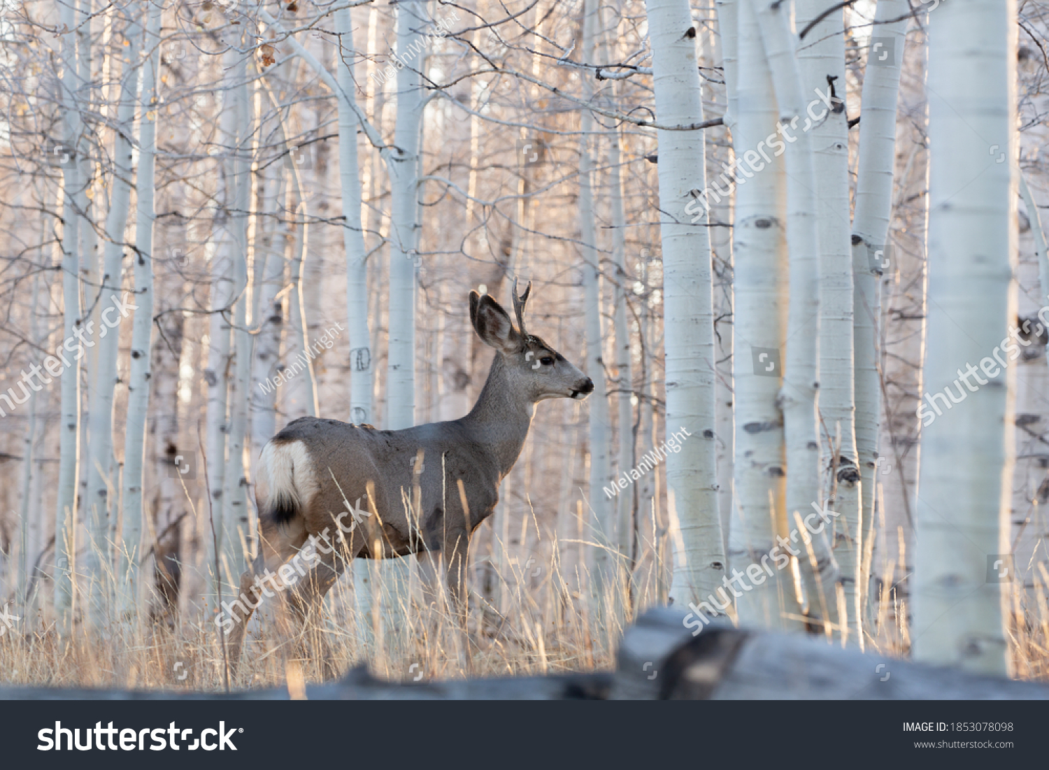 109,377 Deer portrait Images, Stock Photos & Vectors | Shutterstock