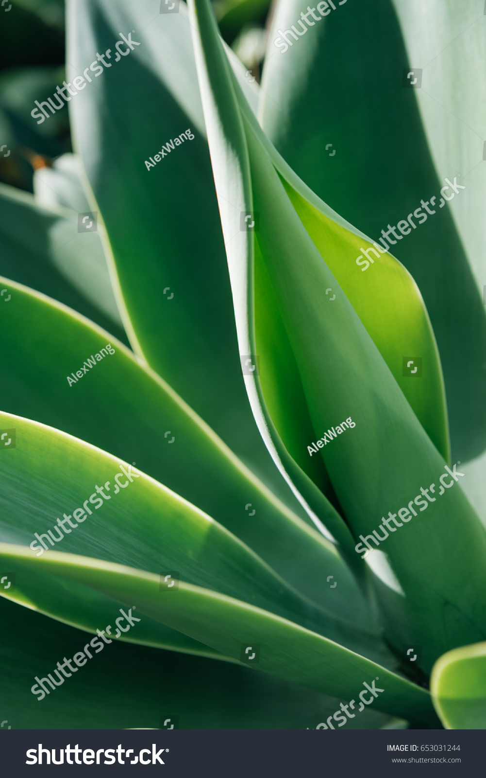 Agave Leaf Texture Background Stock Photo (Edit Now) 653031244