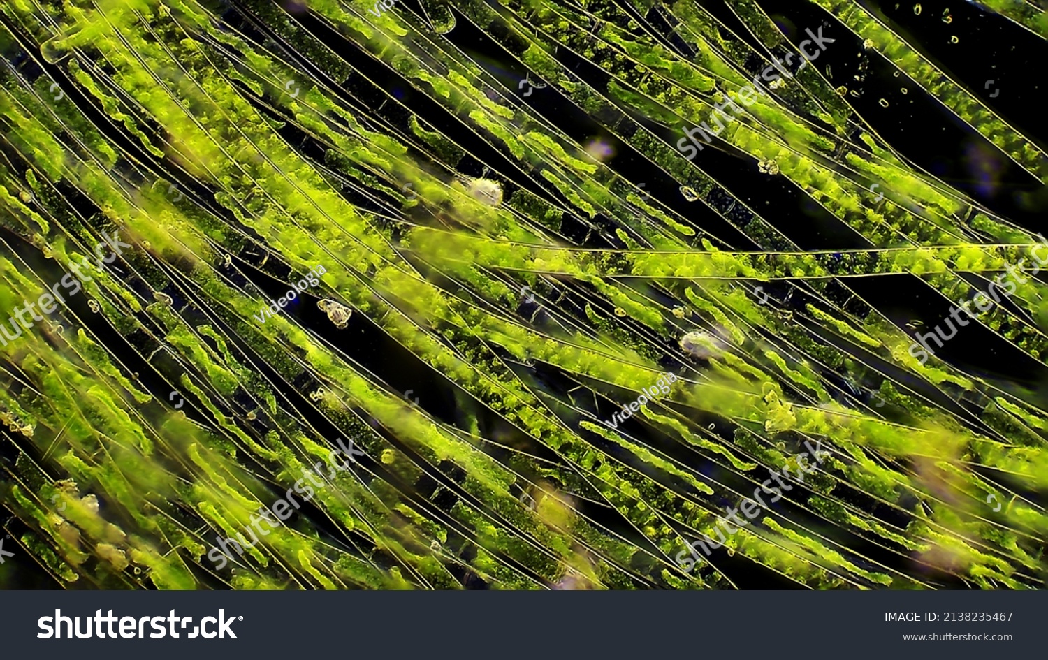 Algae Cells Under Microscope Magnification Stock Photo 2138235467 ...