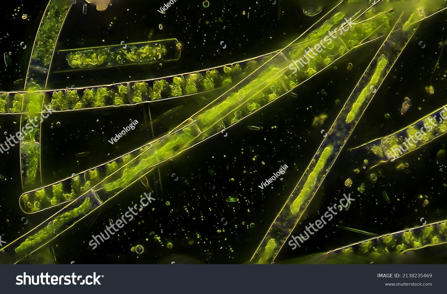 Algae Cells Under Microscope Magnification Stock Photo 2138235469 ...