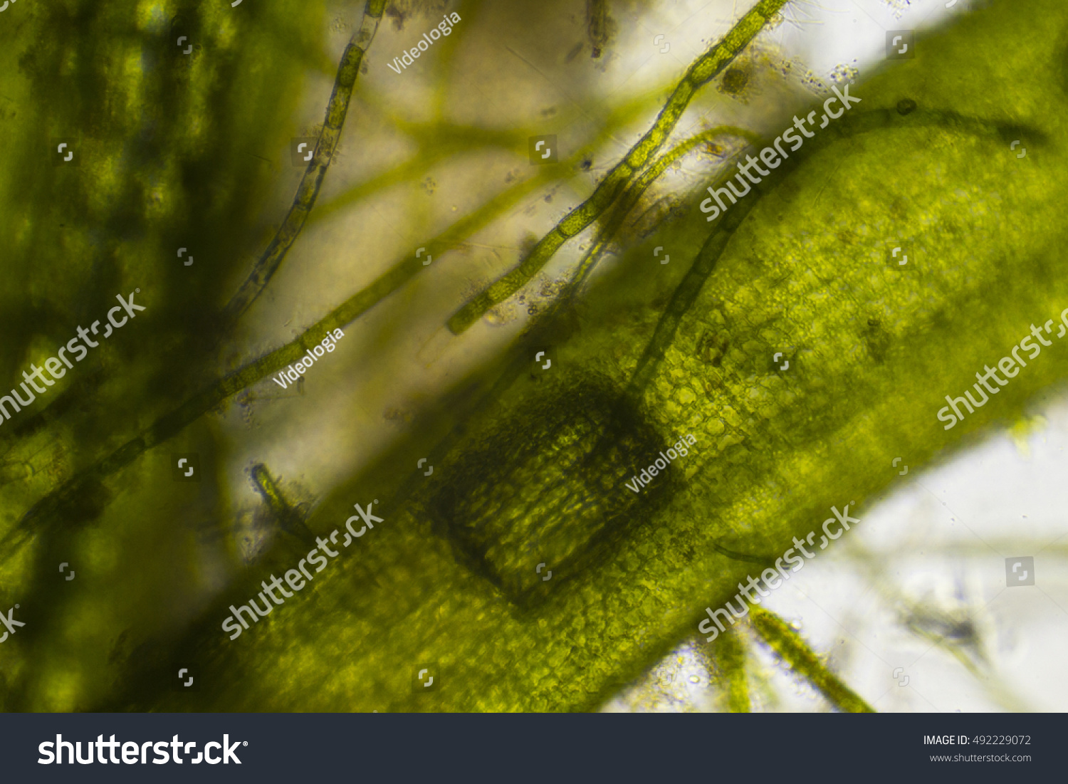 Algae Microscopic View Stock Photo 492229072 | Shutterstock