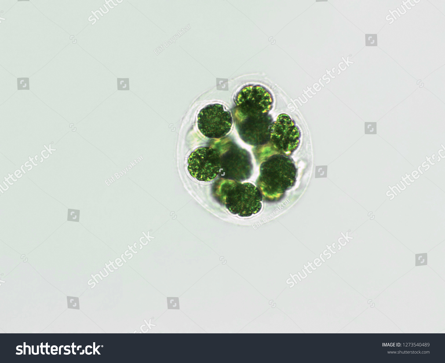 Algae Under Microscopic View Stock Photo 1273540489 | Shutterstock