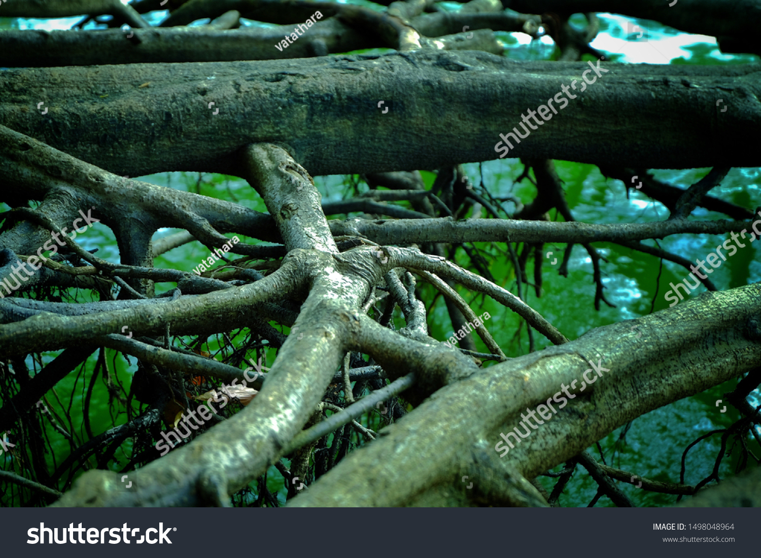 Amazing Tree Root Background Complex Structures Stock Photo 1498048964 ...