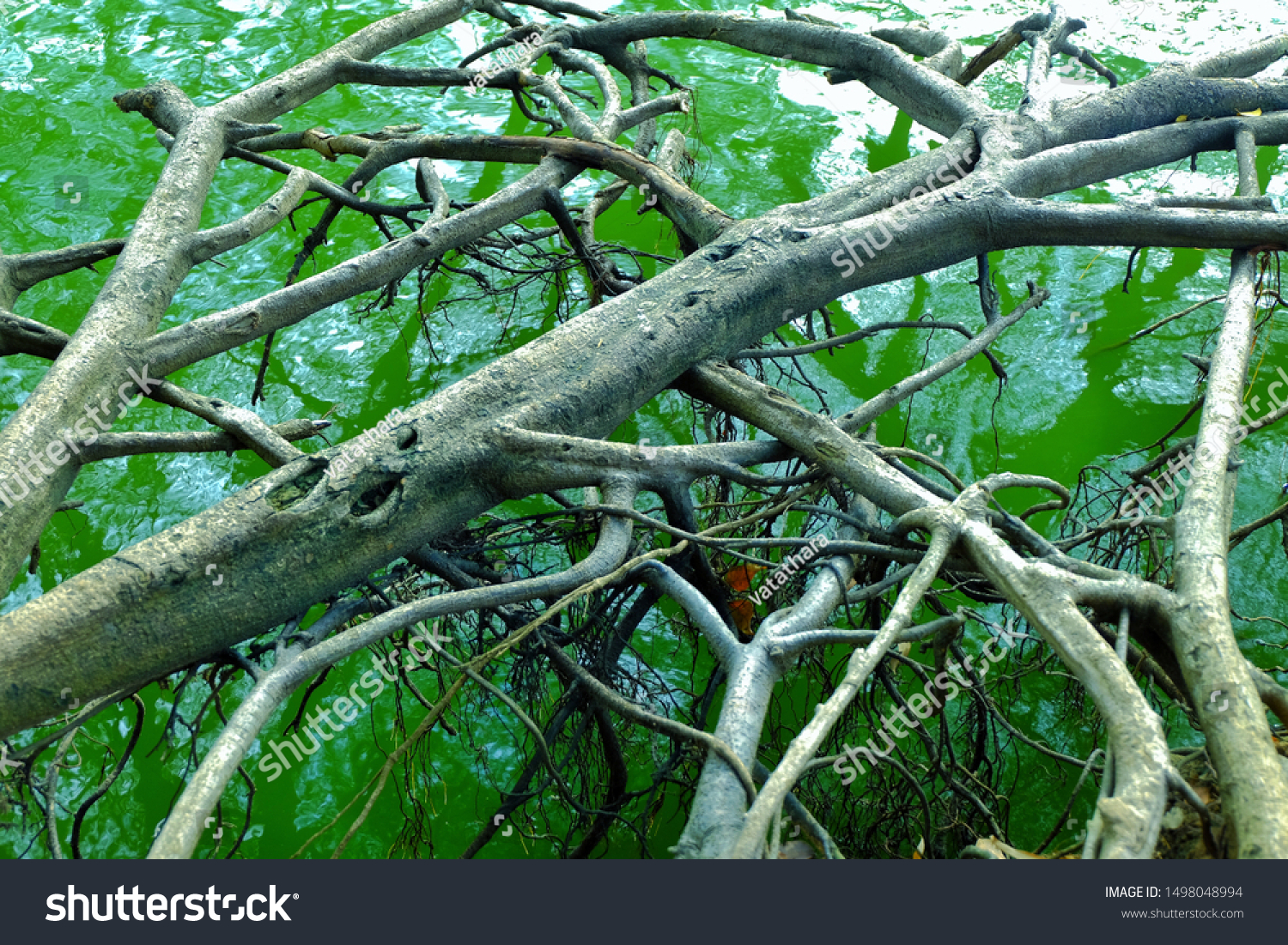 Amazing Tree Root Background Complex Structures Stock Photo (Edit Now ...