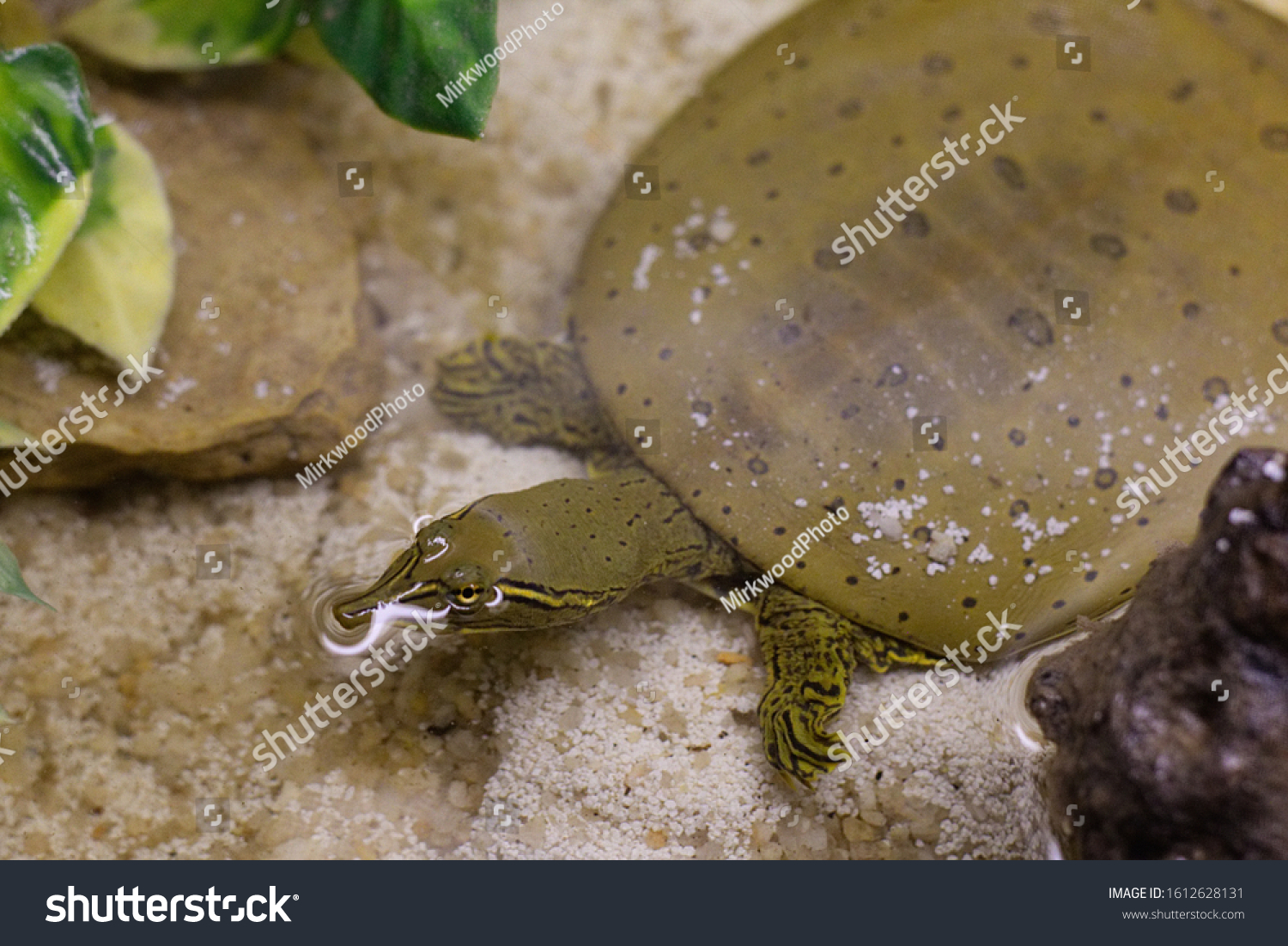 44 Eastern softshell turtle Images, Stock Photos & Vectors | Shutterstock