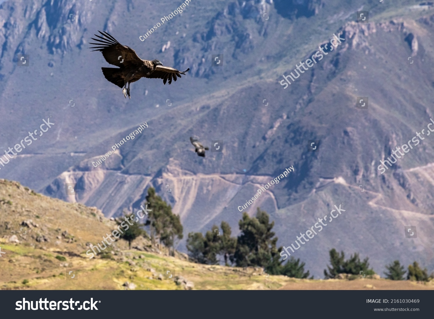Andean Condor Vultur Gryphus One Largest Stock Photo 2161030469 ... Andean Condor Vultur Gryphus One Largest Stock Photo 2161030469 ...