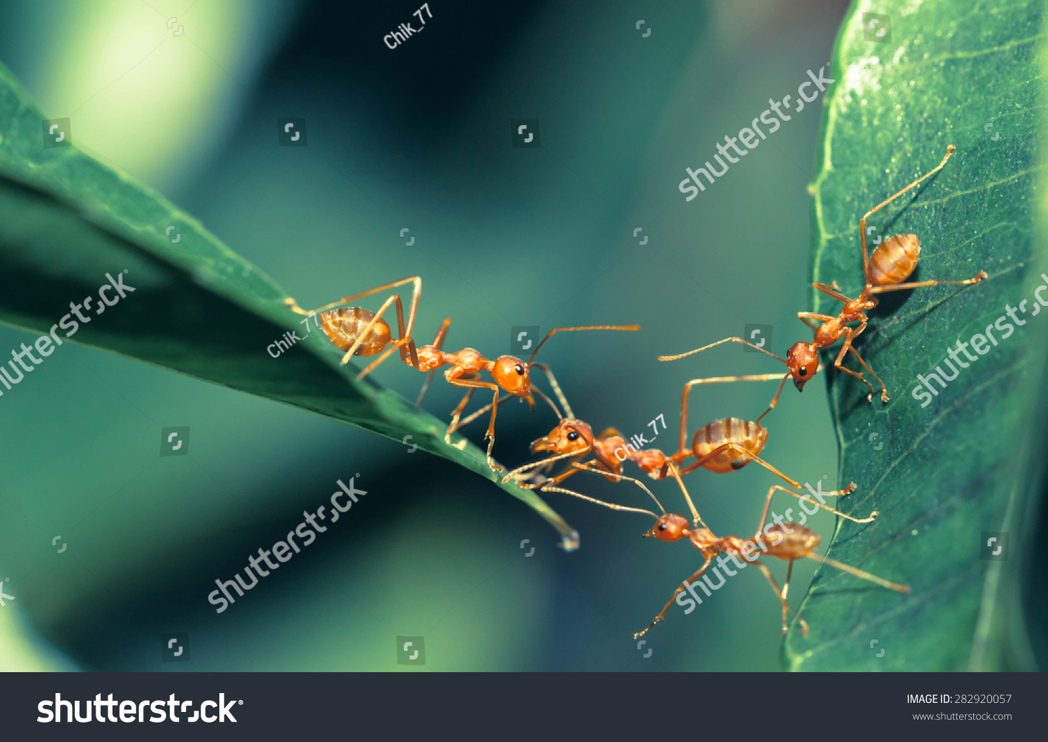 Ant Bridge Unity Stock Photo (Edit Now) 282920057 - Shutterstock