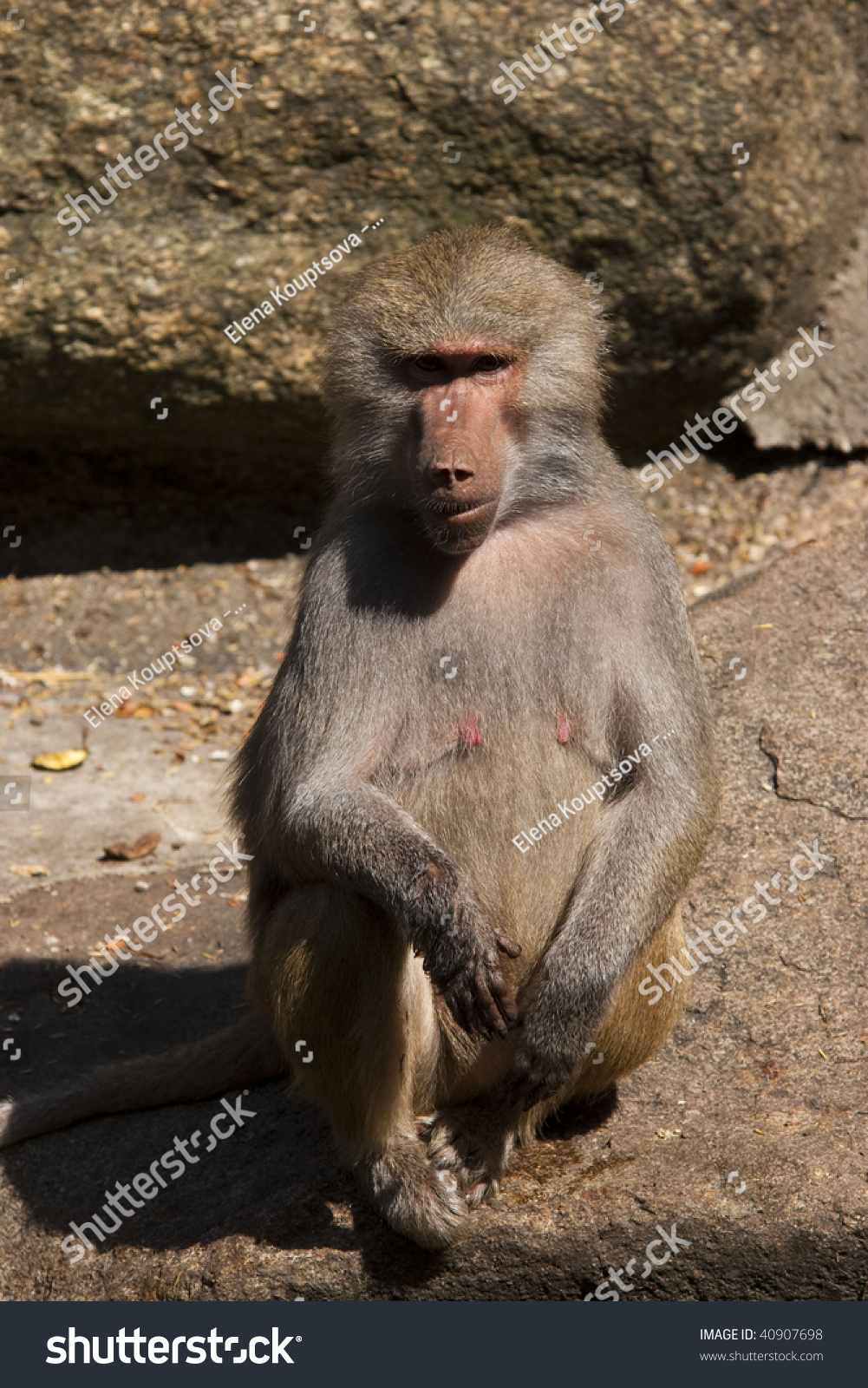 Ape Stock Photo (Edit Now) 40907698