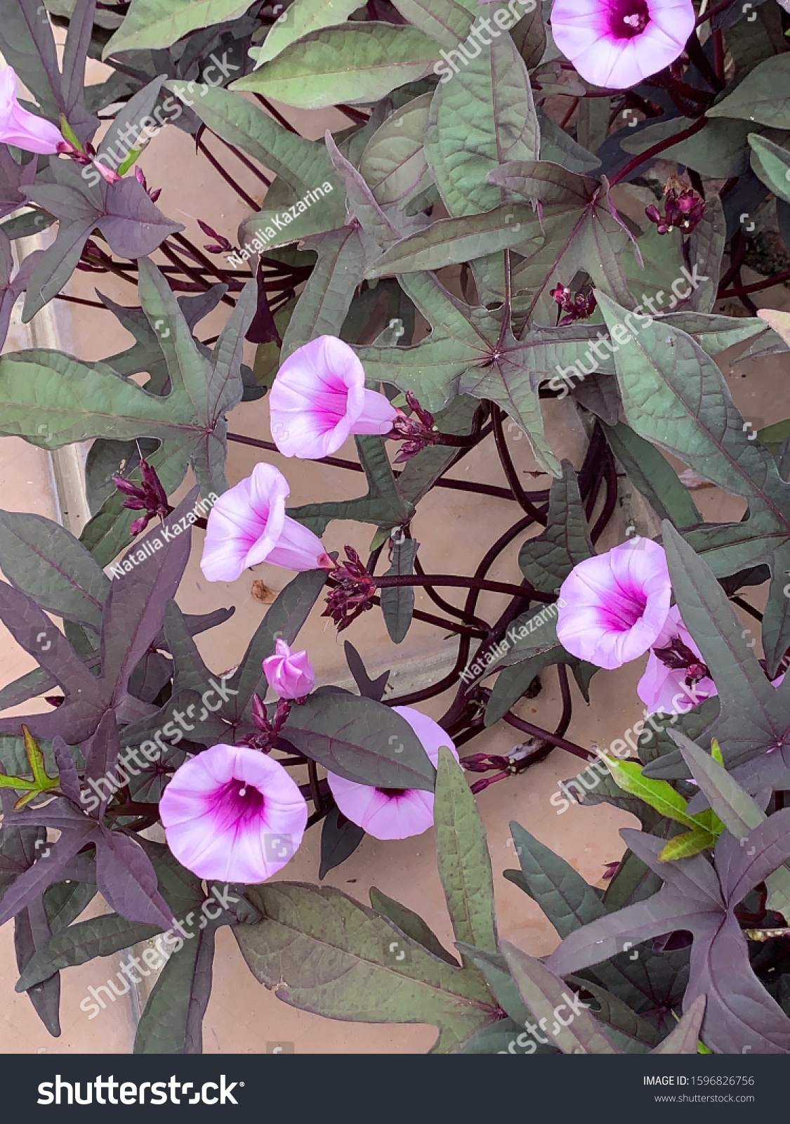 Aquatic Morning Glory Ipomoea Aquatica Stock Photo 1596826756 ... Aquatic Morning Glory Ipomoea Aquatica Stock Photo 1596826756 ...