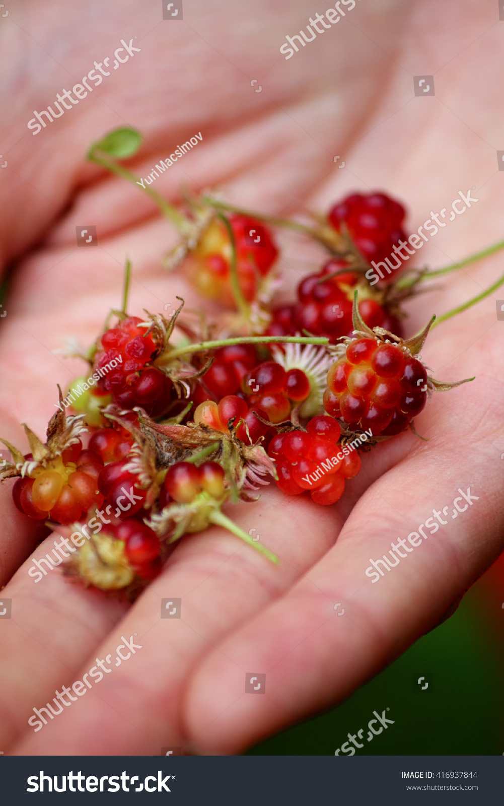 216 imágenes de Arctic raspberry - Imágenes, fotos y vectores de stock ...