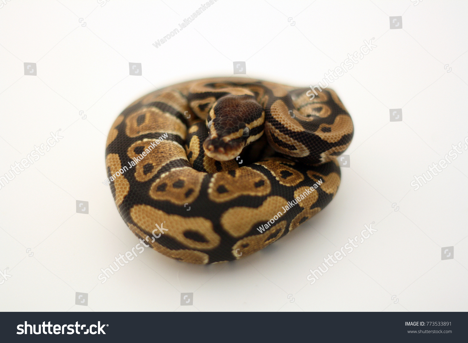 Baby Normal Ball Python On White Stock Photo (Edit Now) 773533891