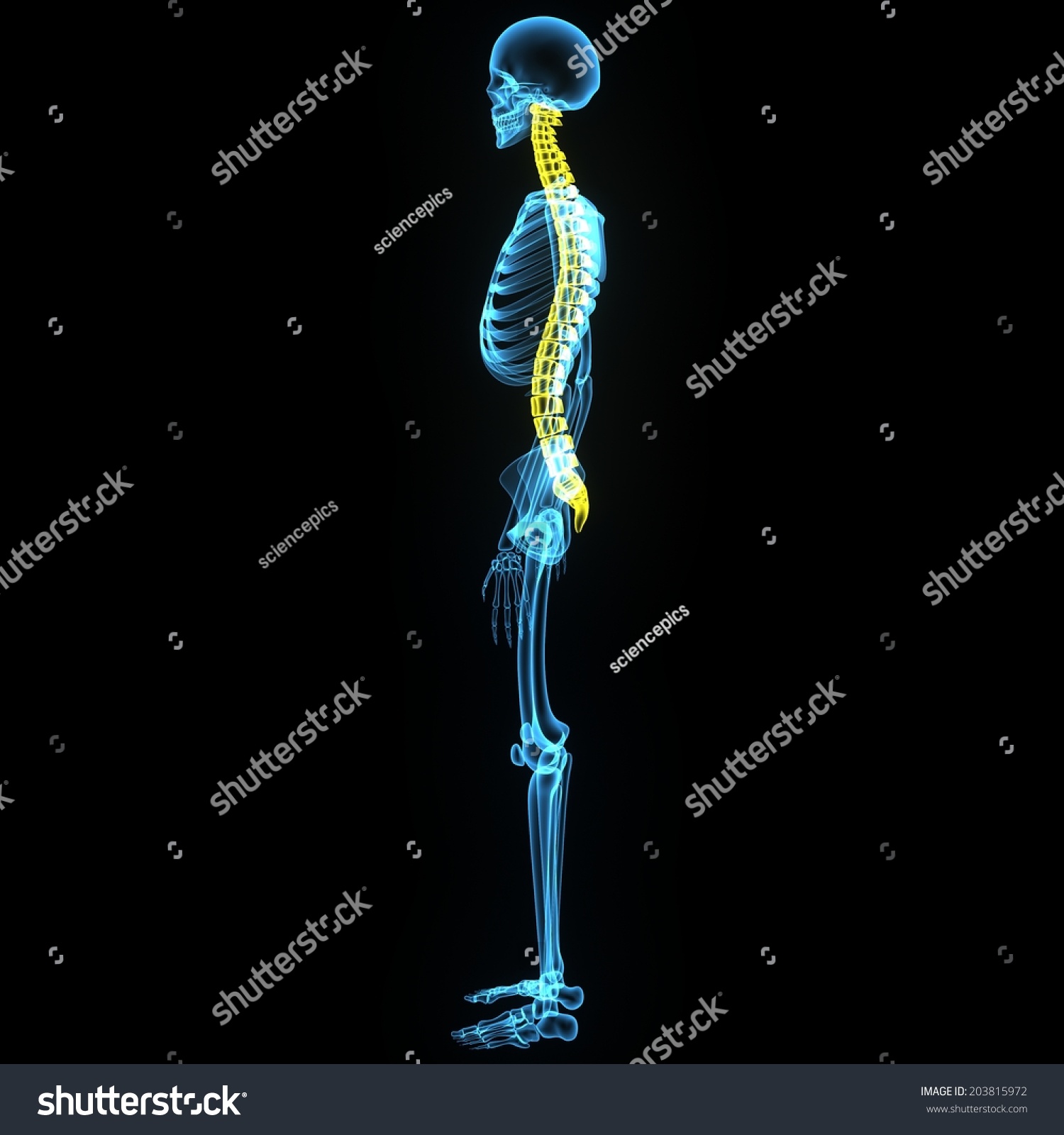 Backbone Stock Illustration 203815972 - Shutterstock