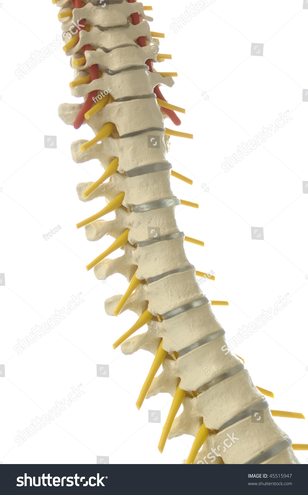 Backbone Model Stock Photo 45515947 : Shutterstock