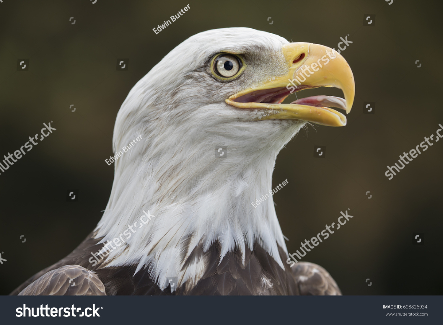 Bald Eagle Stock Photo 698826934 | Shutterstock
