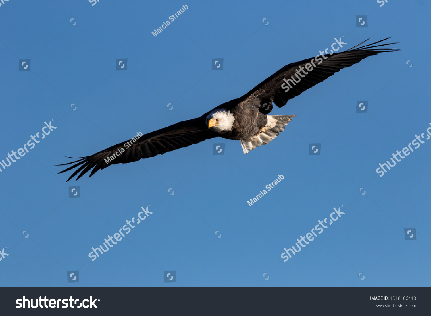 Bald Eagle Soaring Stock Photo 1018166410 | Shutterstock