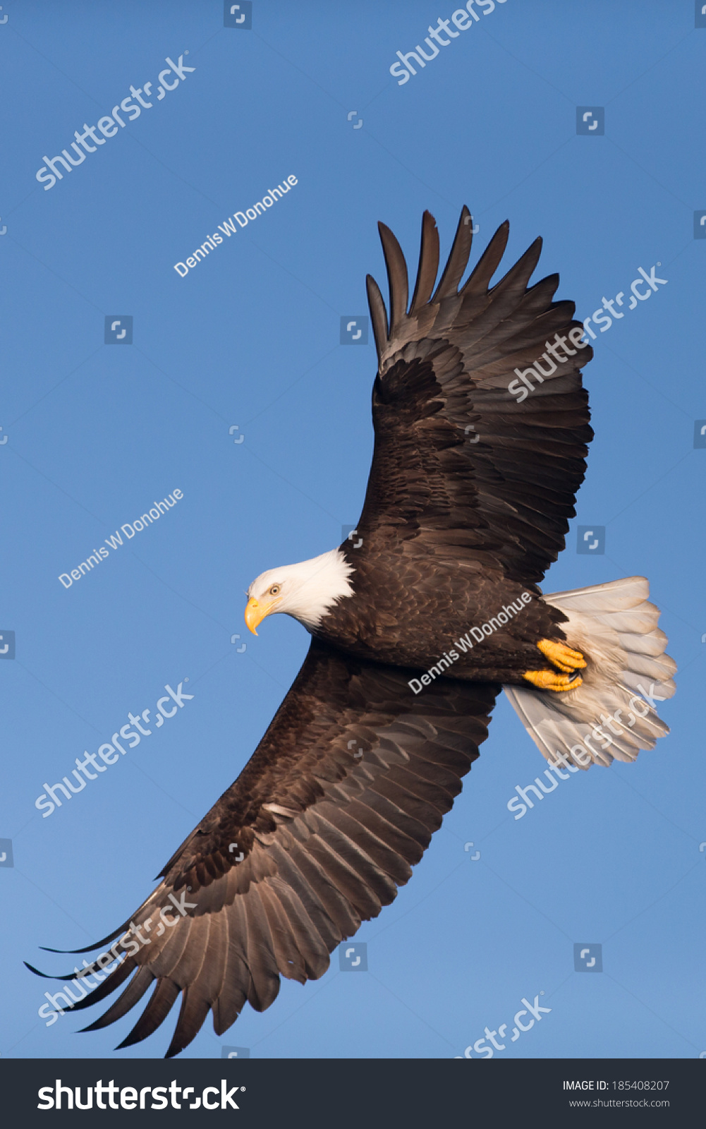 Bald Eagle Soaring Stock Photo (Edit Now) 185408207 | Shutterstock