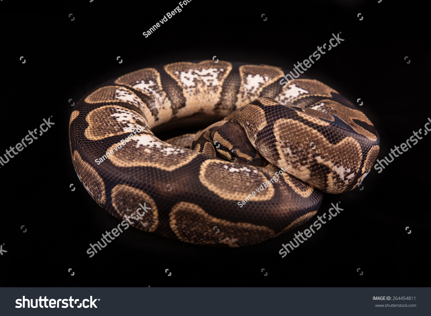 Ball Python Royal Python On Black Stock Photo 264454811 | Shutterstock