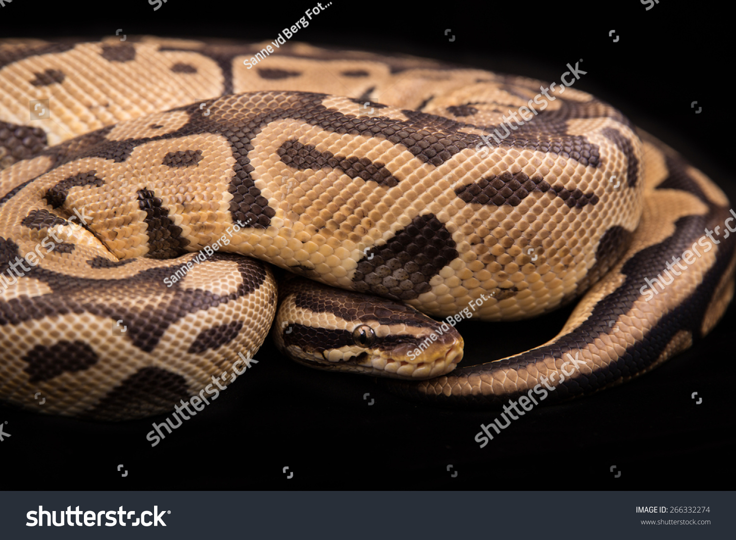 Ball Python Royal Python On Black Stock Photo 266332274 | Shutterstock