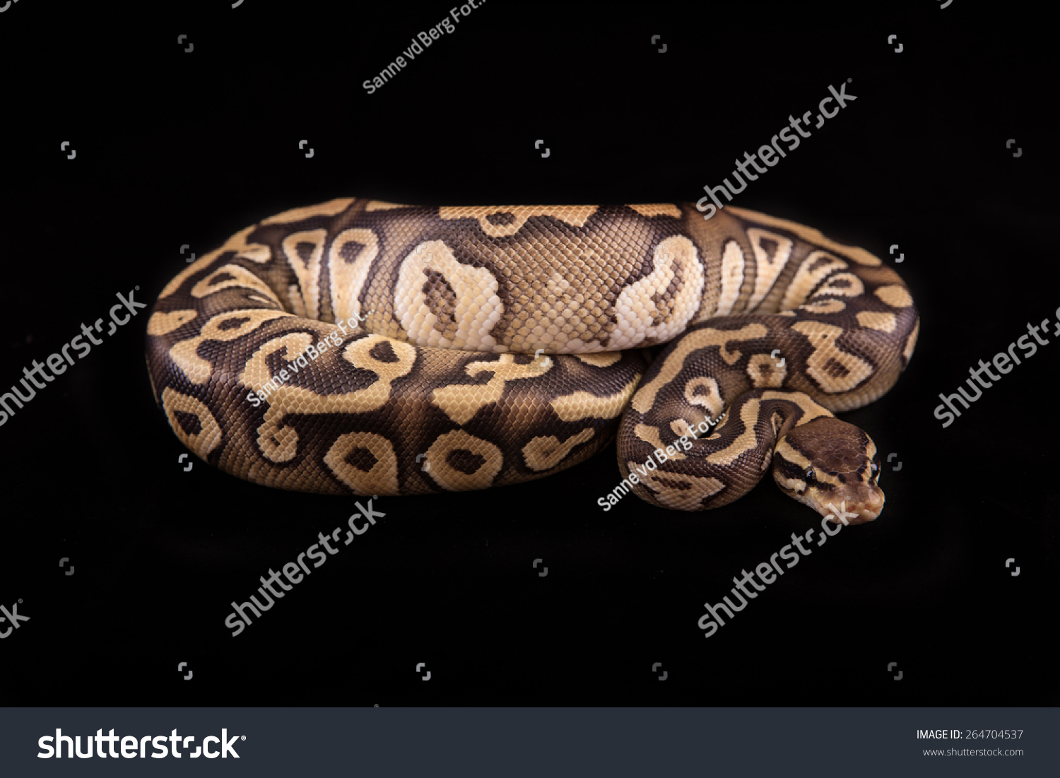 Ball Python Royal Python On Black Stock Photo (Edit Now) 264704537