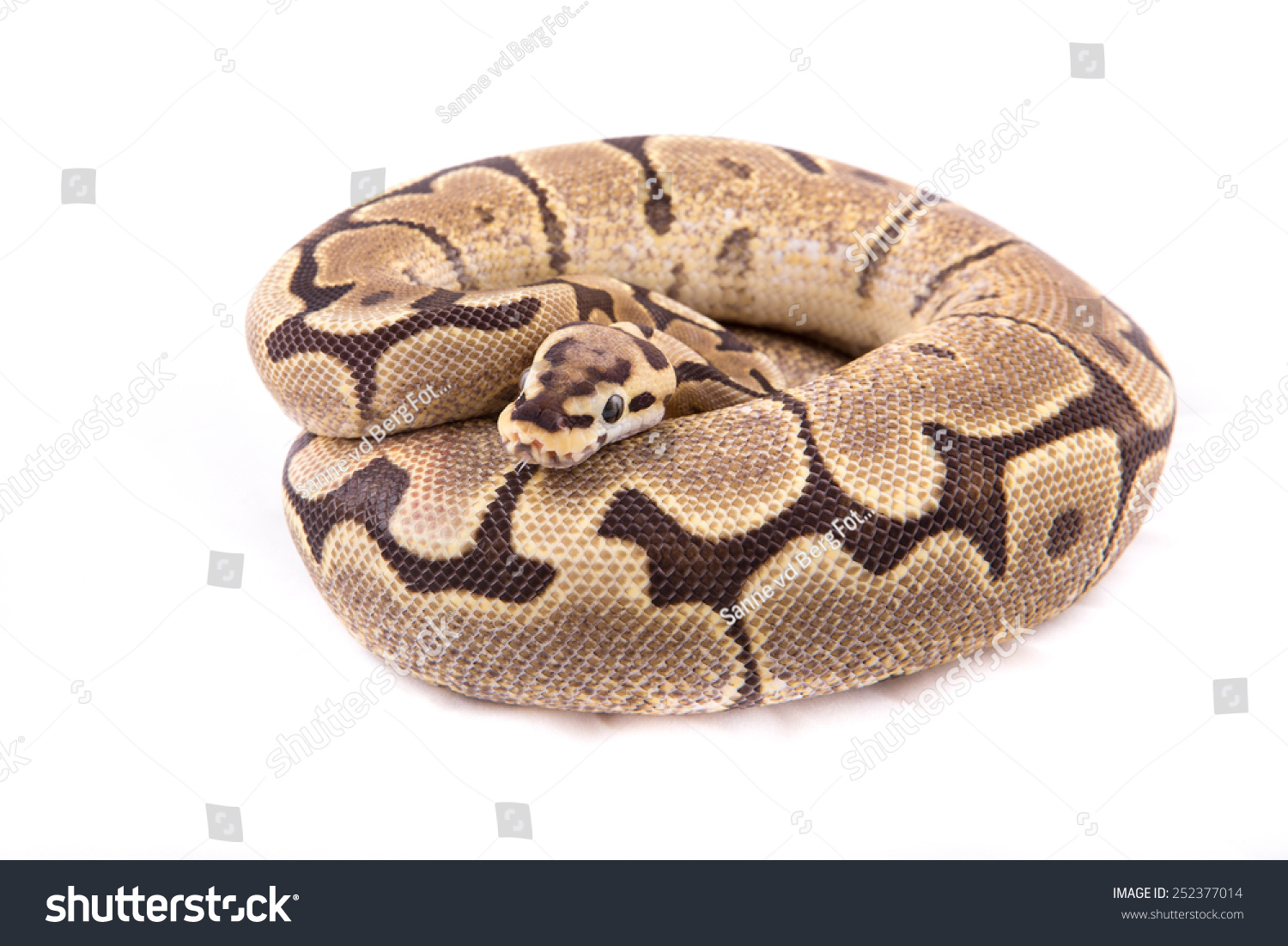 Ball Python Royal Python On White Stock Photo (Edit Now) 252377014
