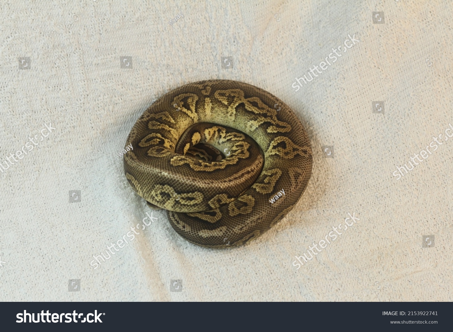 Ball Python Snake Aka Python Regius Stock Photo 2153922741 | Shutterstock