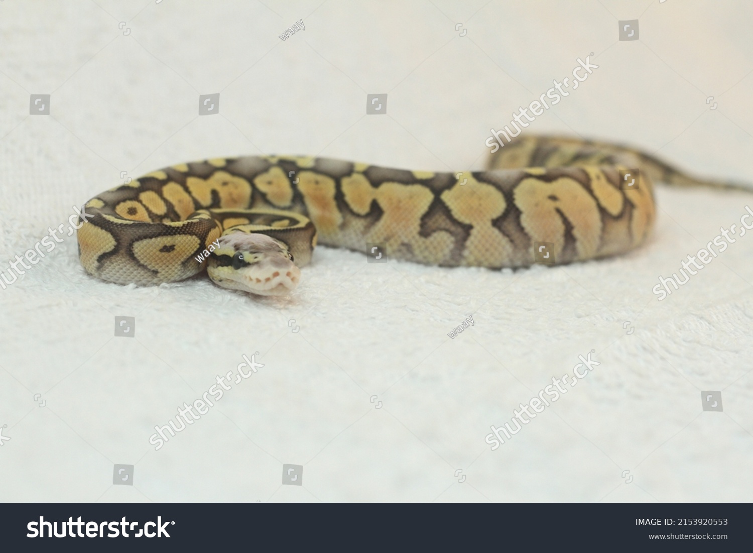 Ball Python Snake Aka Python Regius Stock Photo 2153920553 | Shutterstock