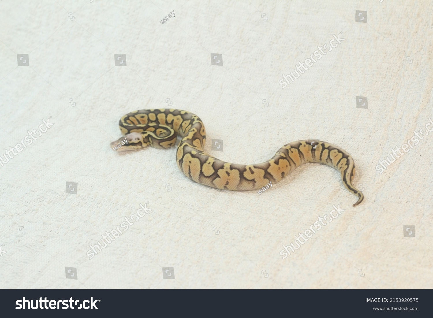 Ball Python Snake Aka Python Regius Stock Photo 2153920575 | Shutterstock