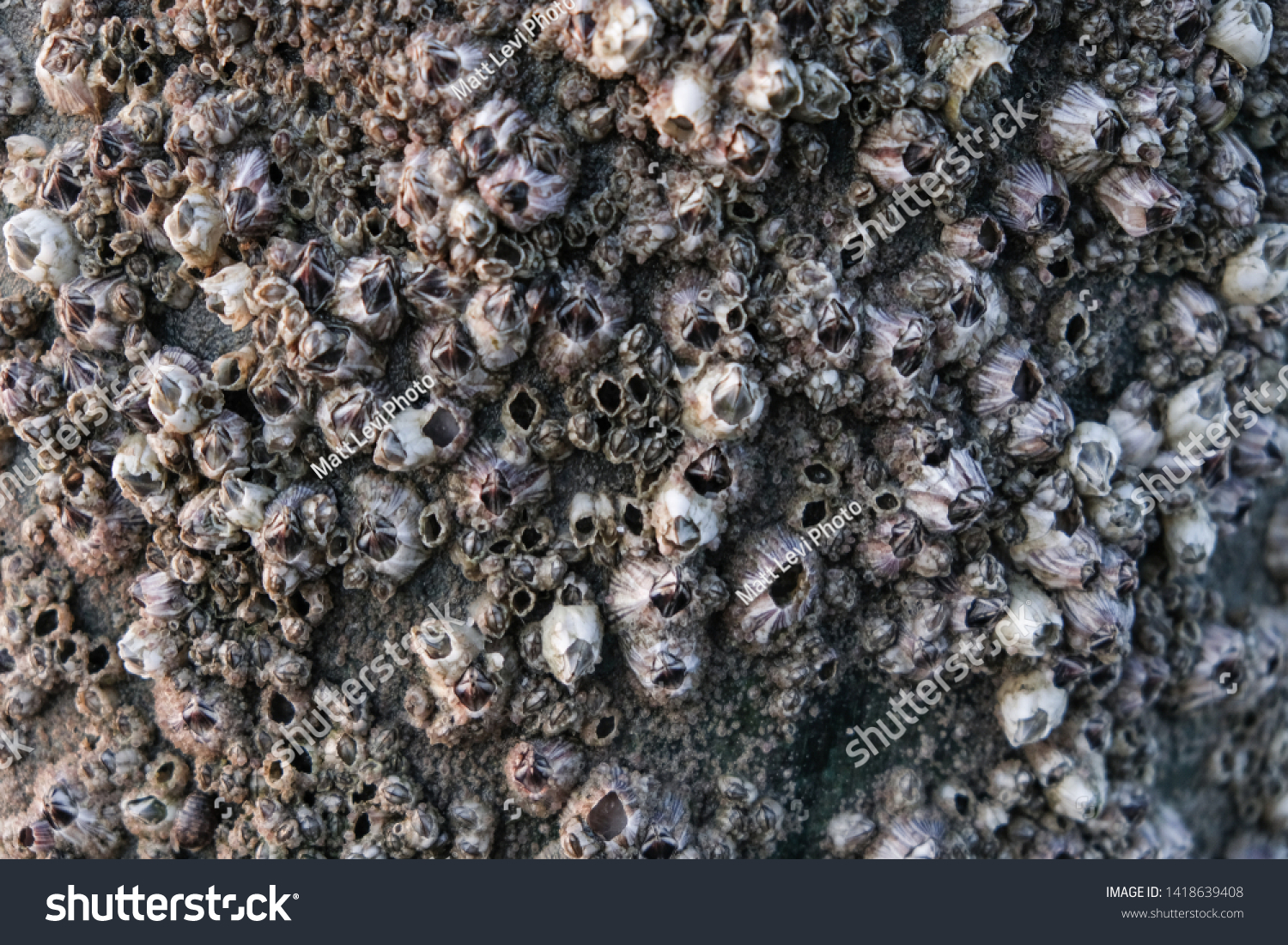 Barnacle texture : 5 095 images, photos et images vectorielles de stock ...
