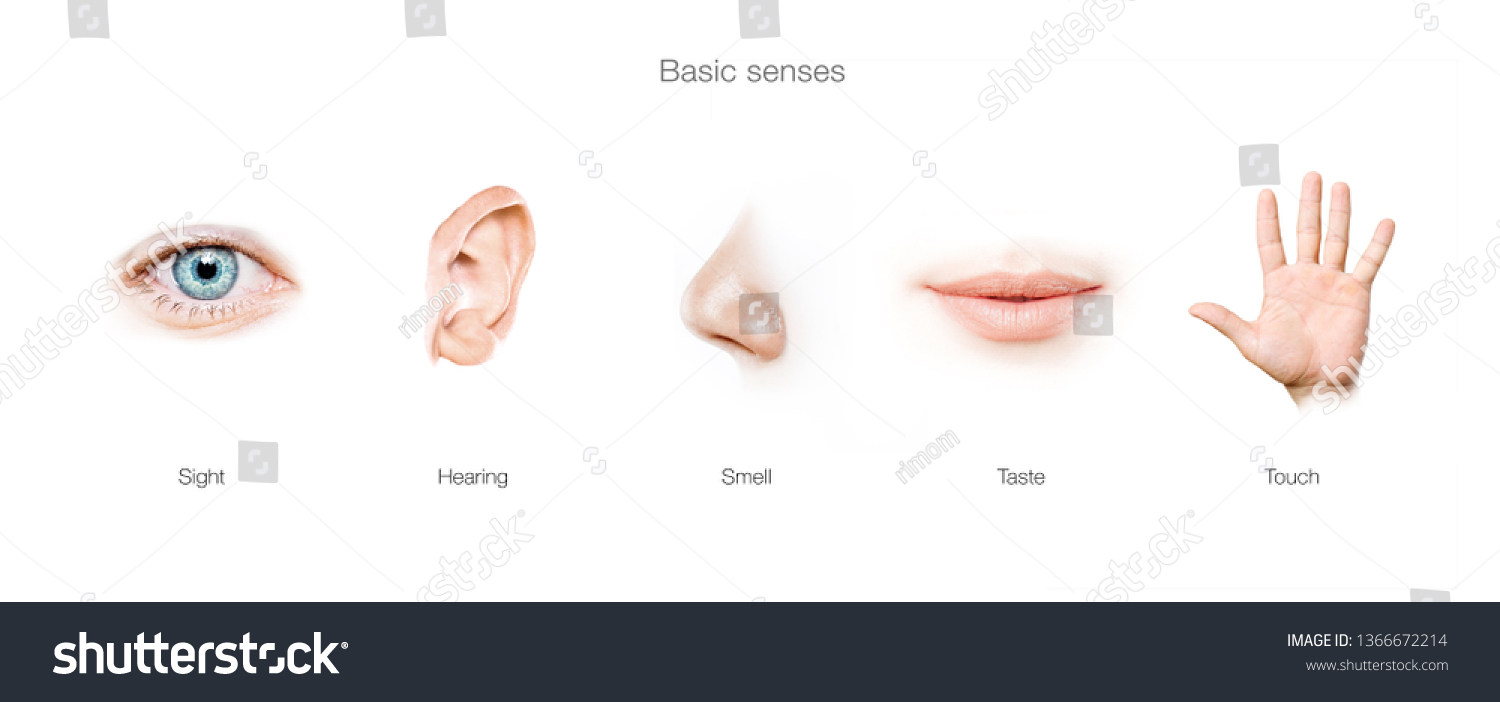 2,677 Senses icon Stock Photos, Images & Photography | Shutterstock