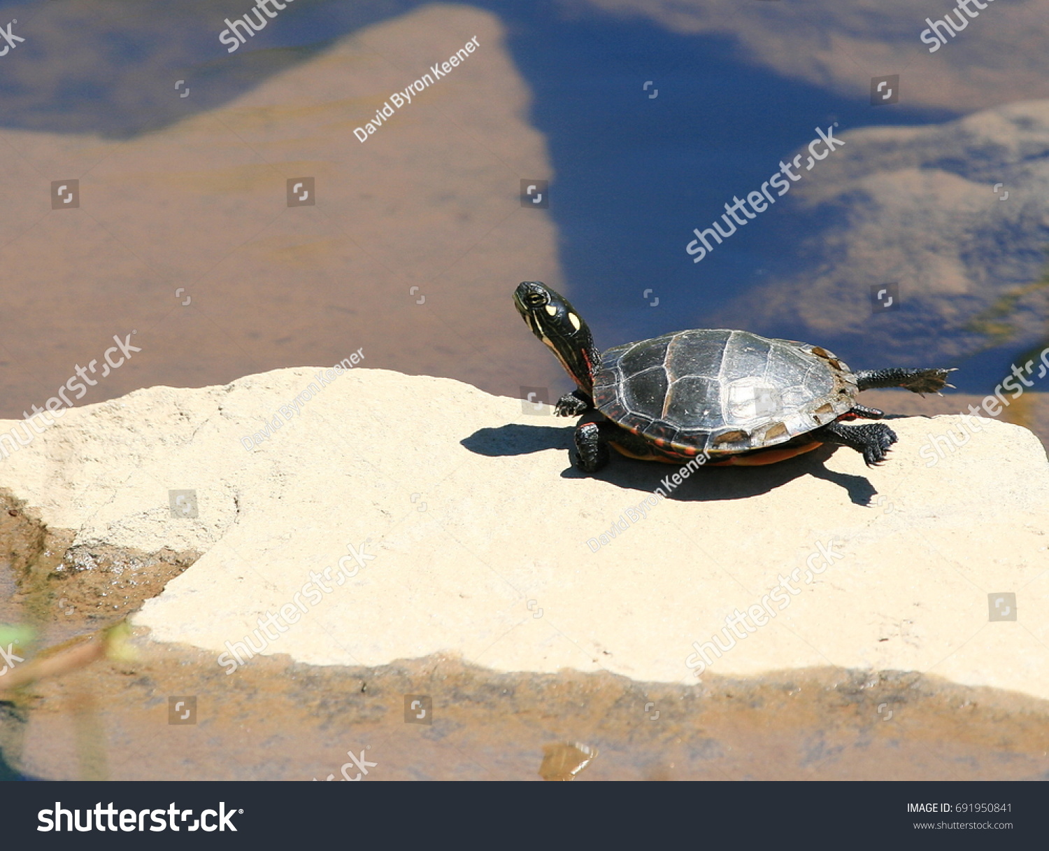 Basking Eastern Painted Turtle Stock Photo (Edit Now) 691950841