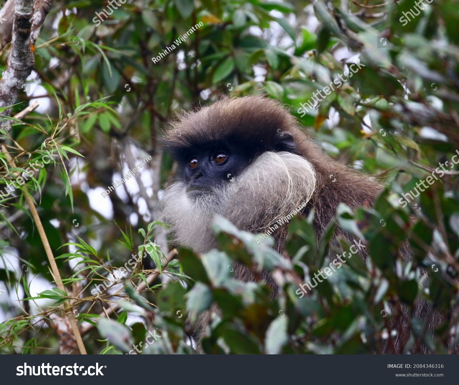 Bear Monkey Looking Through Tree Leaves Stock Photo 2084346316 ...