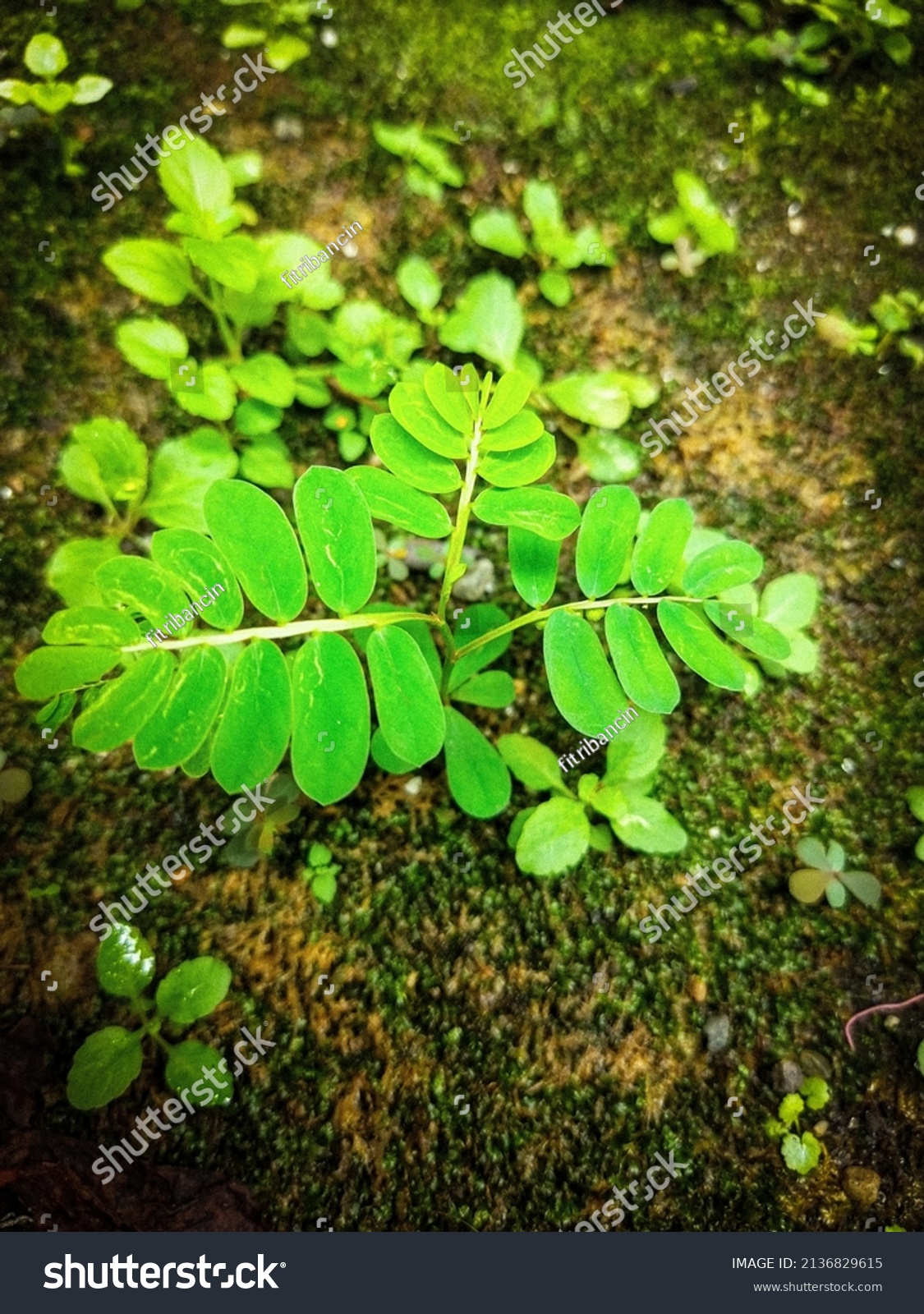 Beautiful Meniran Phyllanthus Urinaria Plant Background Stock Photo ... Beautiful Meniran Phyllanthus Urinaria Plant Background Stock Photo ...